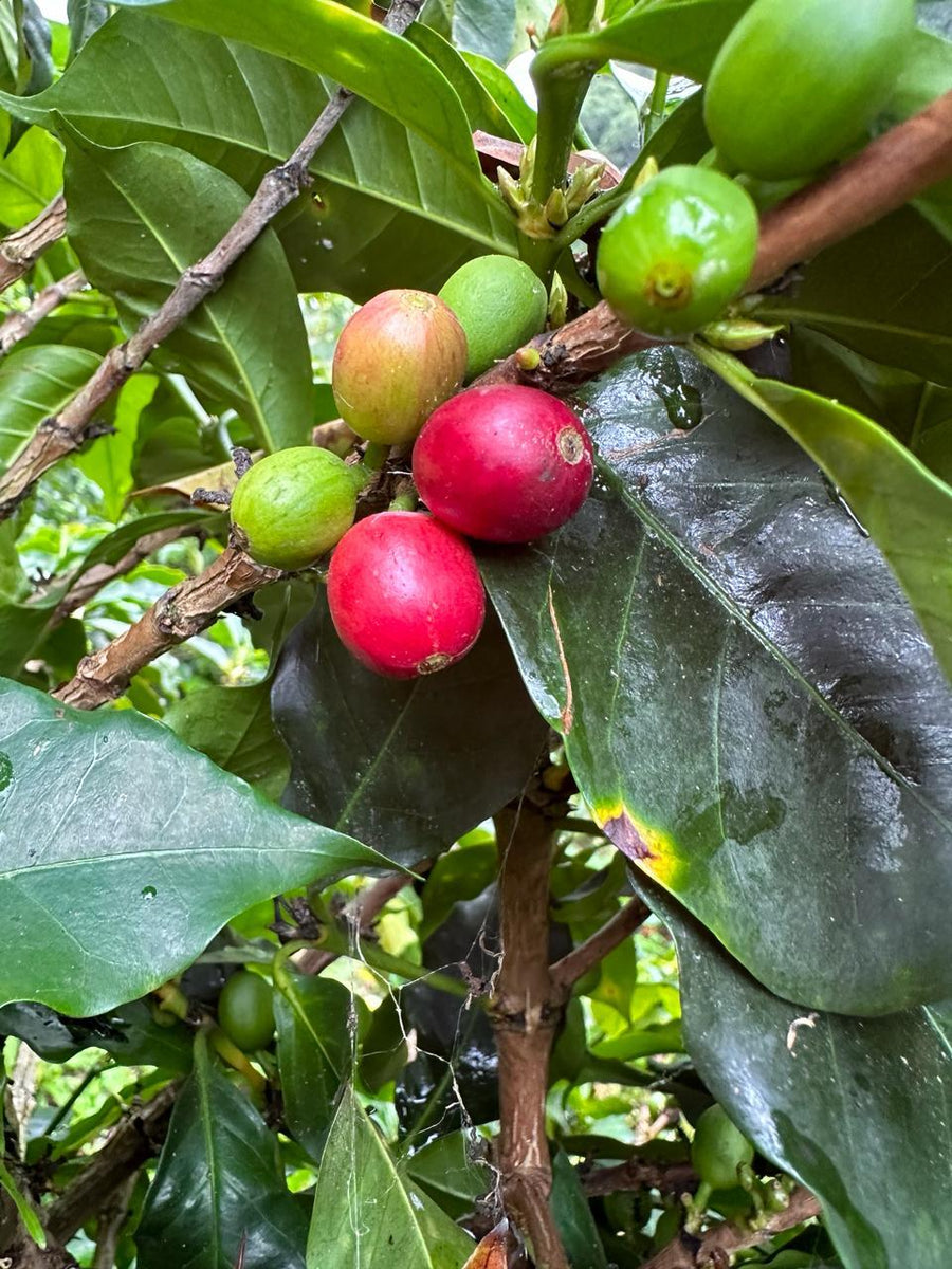 La Reserva Lychee . Café de Colombia. – Kima Coffee