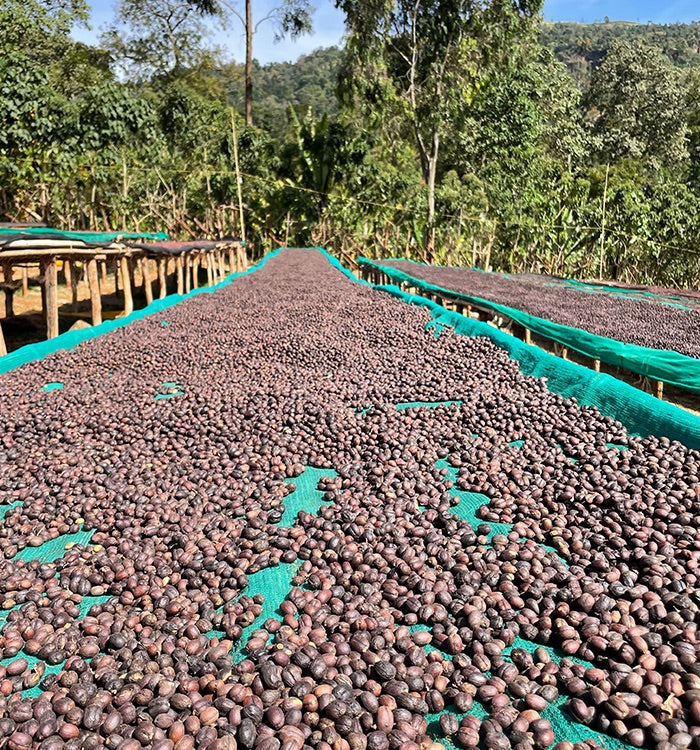 Garse Q1 Anaerobic. Cafe De Etiopía. cafe de especialidad tostado en ...