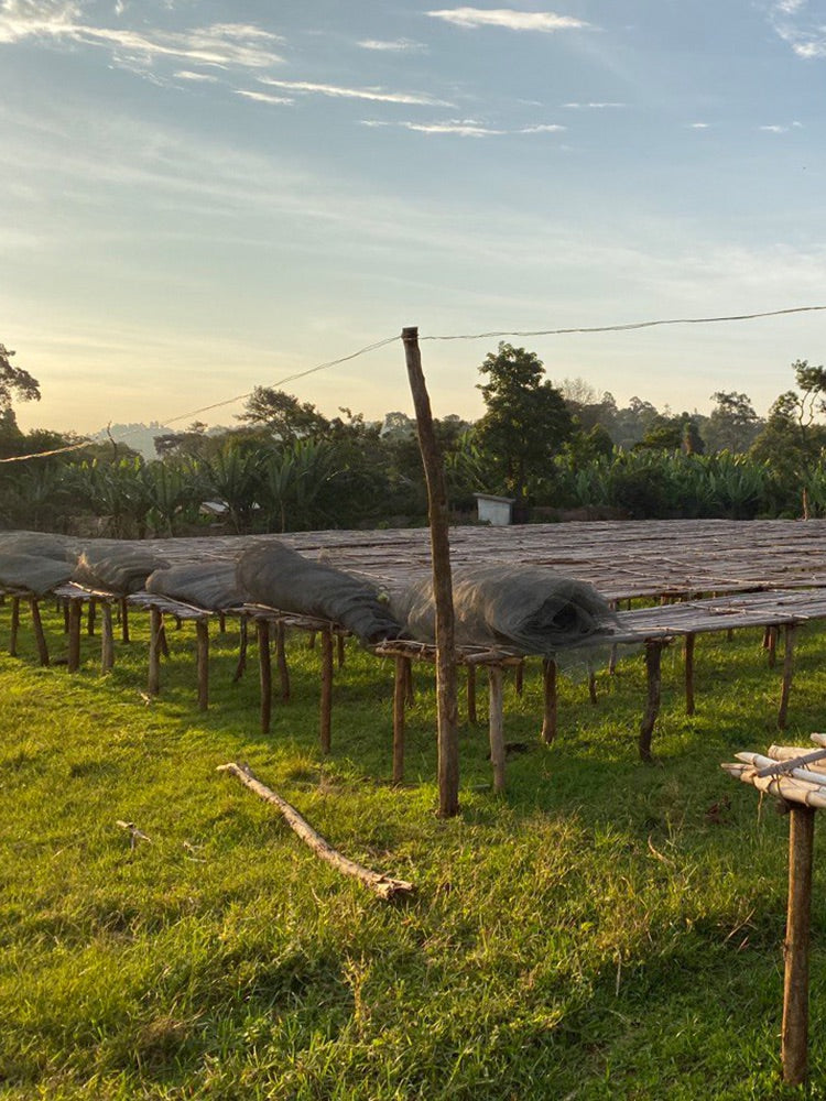 Garse Q1 Anaerobic. Cafe De Etiopía. cafe de especialidad tostado en ...